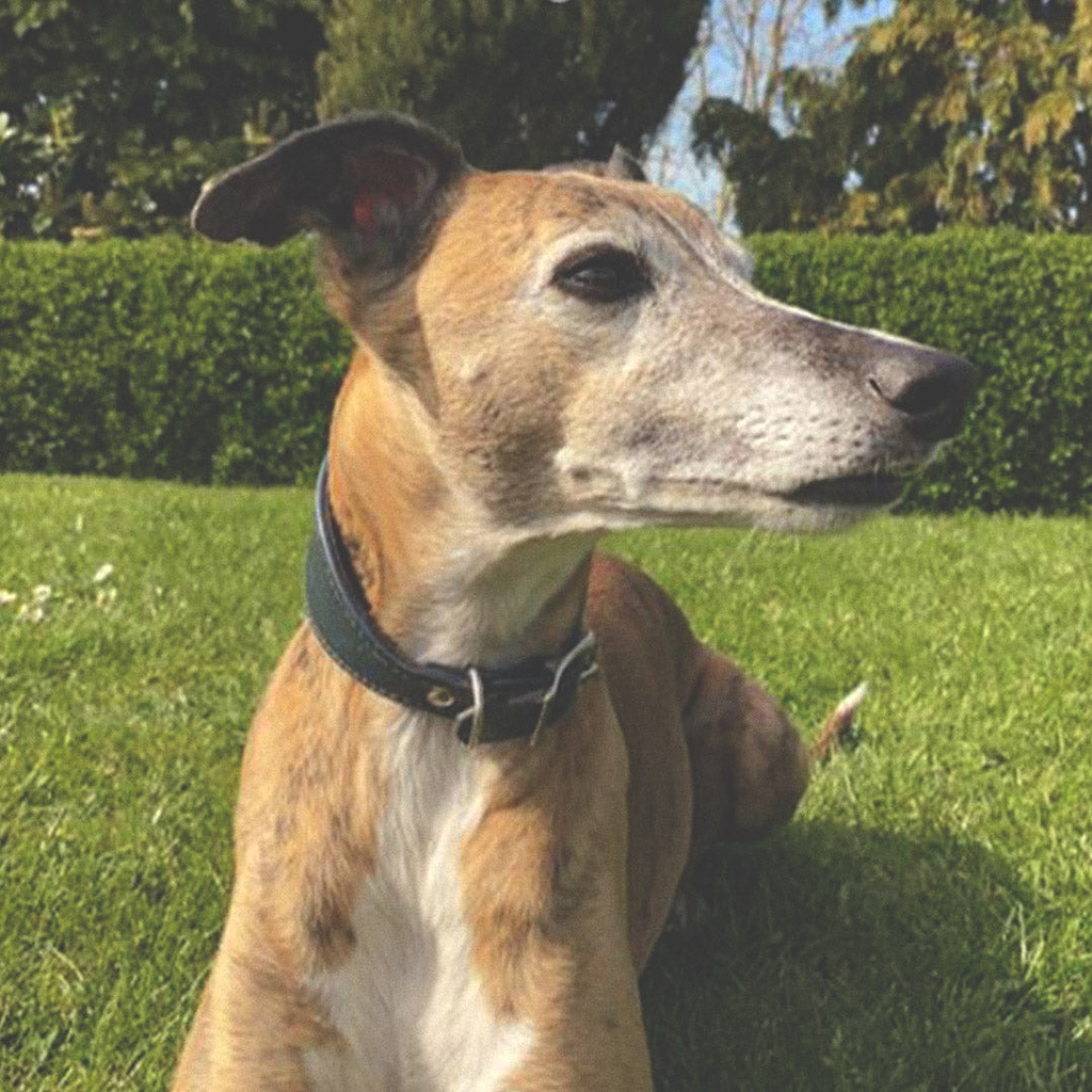 THE TOG DOGS: PART OF THE FAMILY – TOG24