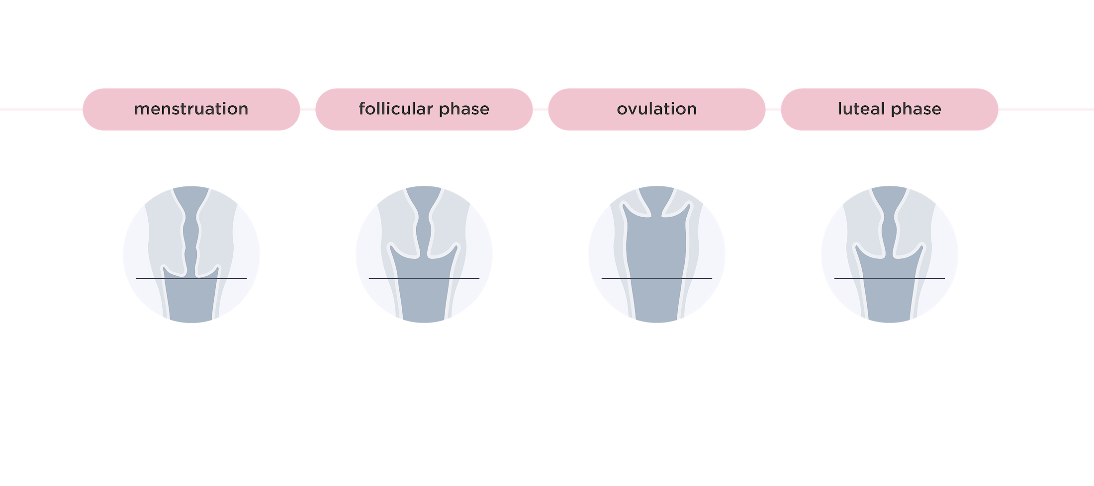 Understanding Cervix Changes During Your Menstrual Cycle | Saalt