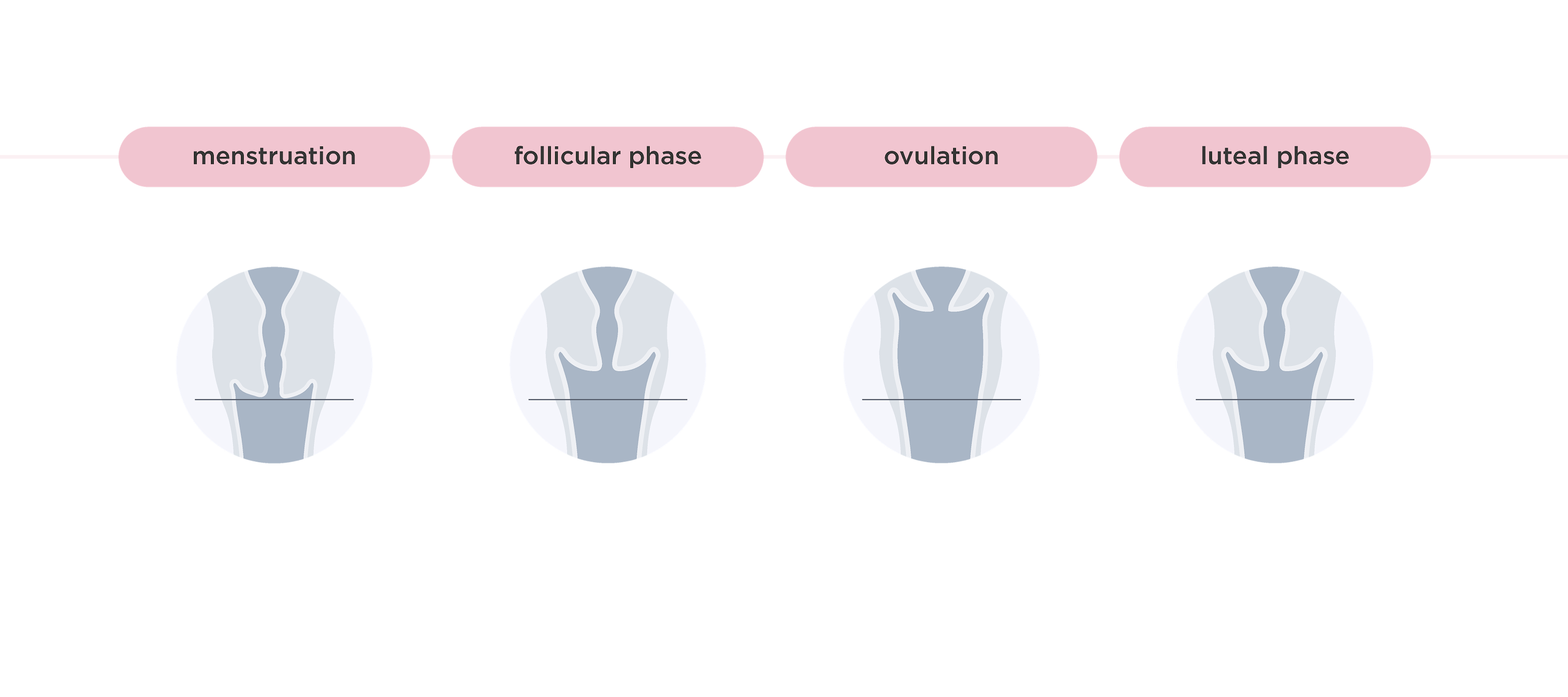 Understanding Cervix Changes During Your Menstrual Cycle | Saalt