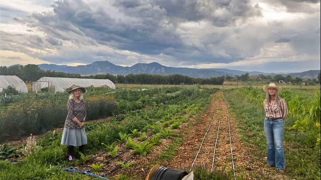 The Herbal Renaissance: A Journey from the '70s to Today – WishGarden Herbs