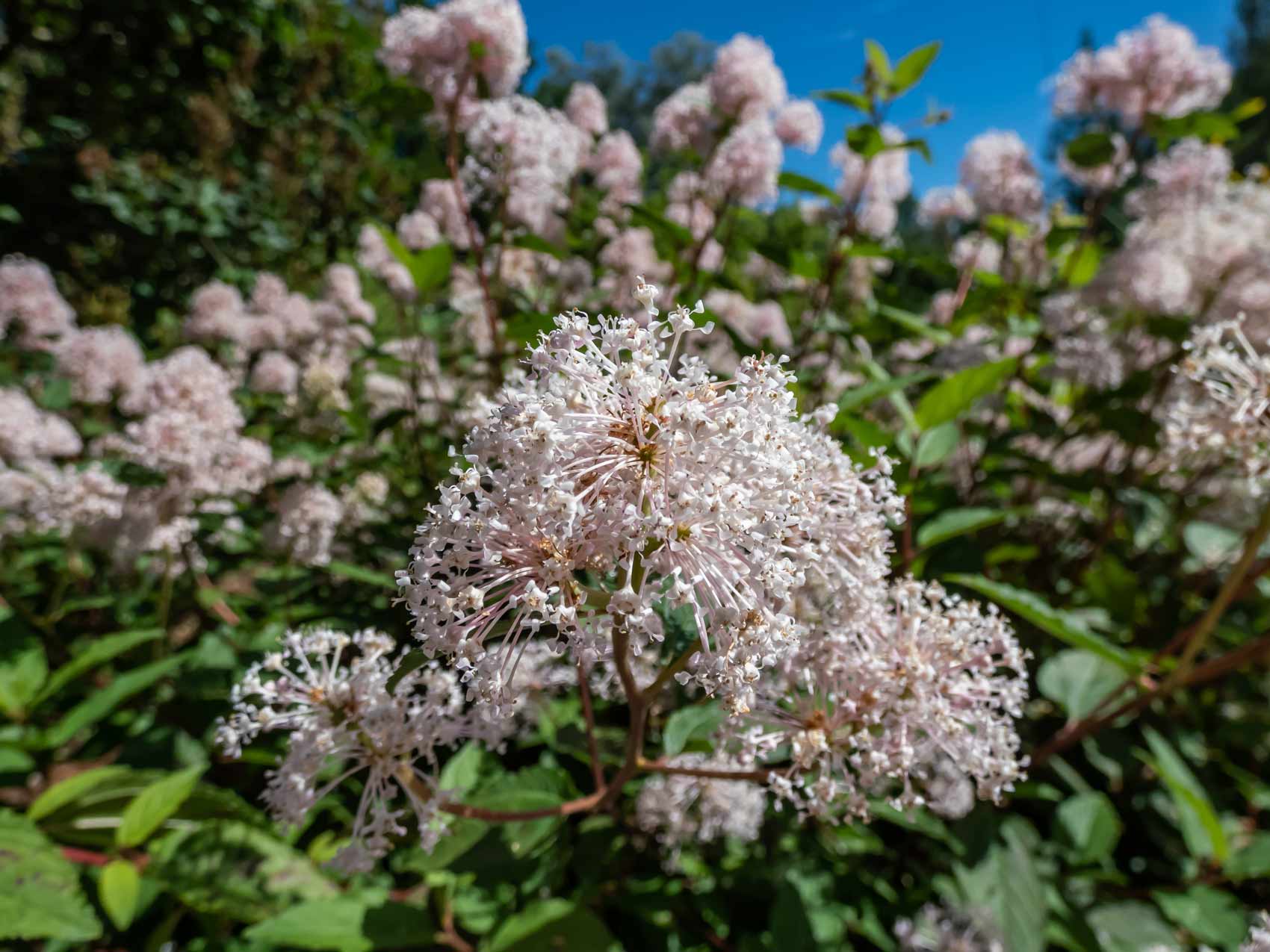 Red Root: A Rich History and Richer Health Benefits – WishGarden Herbs