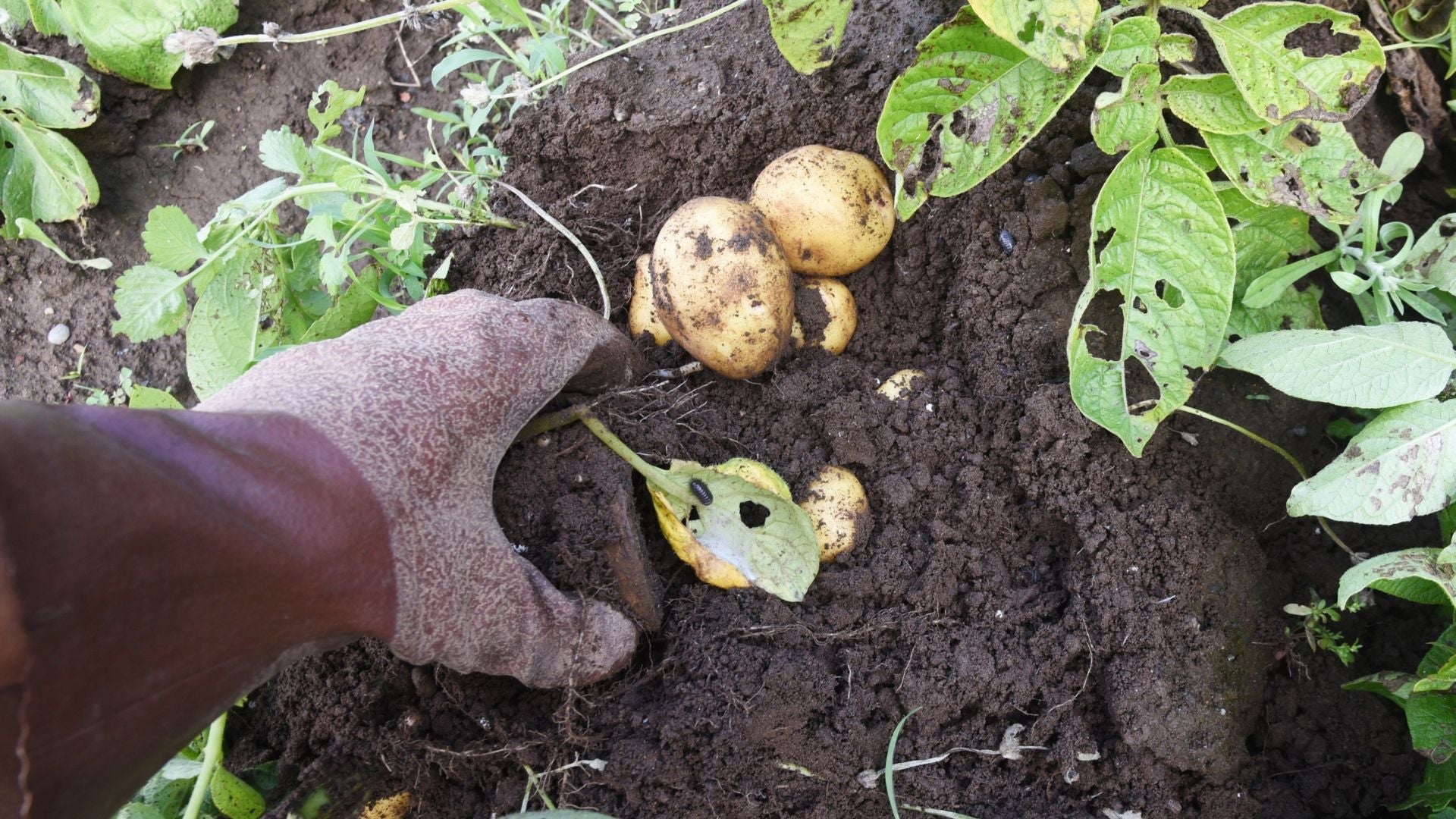 10 Commonly Discarded Edible Greens to Use in the Kitchen
