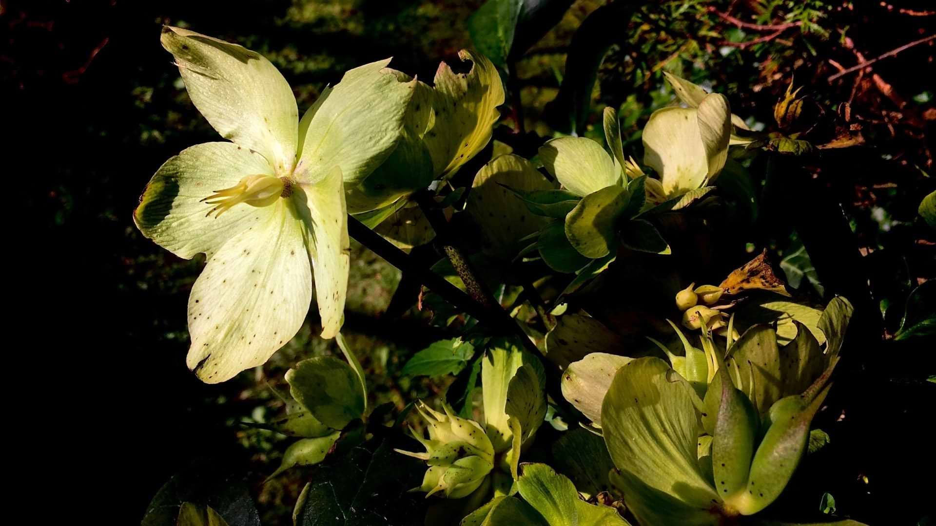 11 Dark Fruits and Vegetables for a Goth Garden