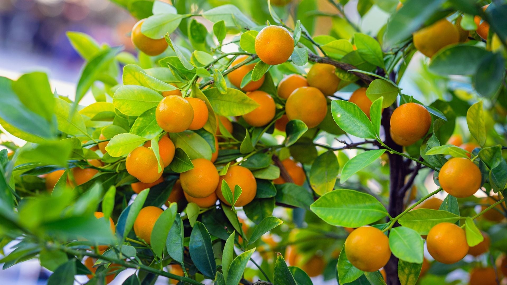 Find Your Birth Month Fruit Tree – Explore All 12