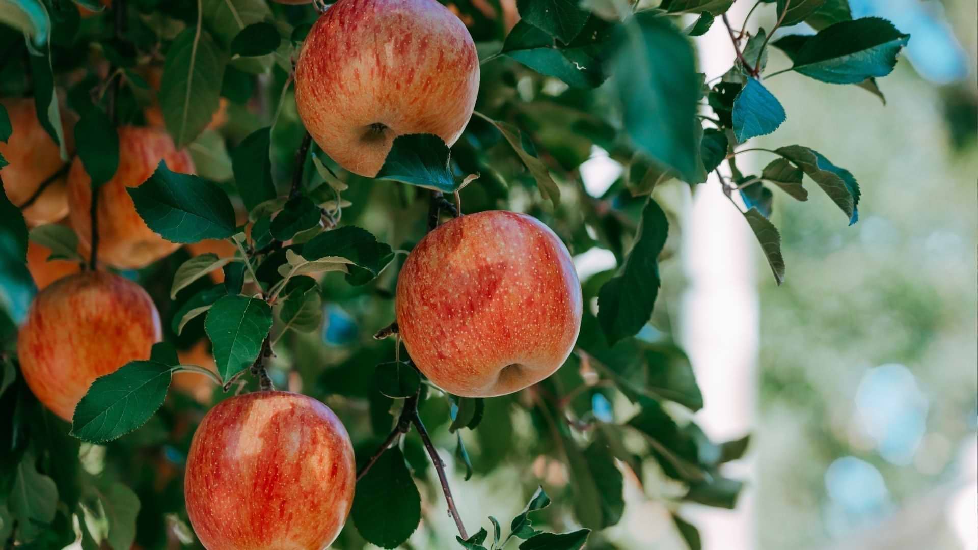 Best Dwarf Fruit Trees for Patios and Containers