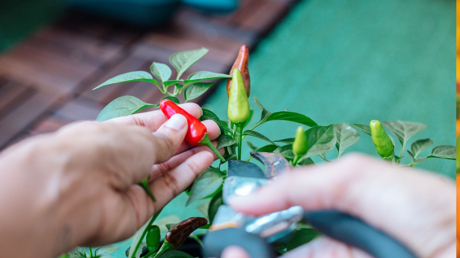 How to Prune Peppers for More Harvest (According to Variety and Climat