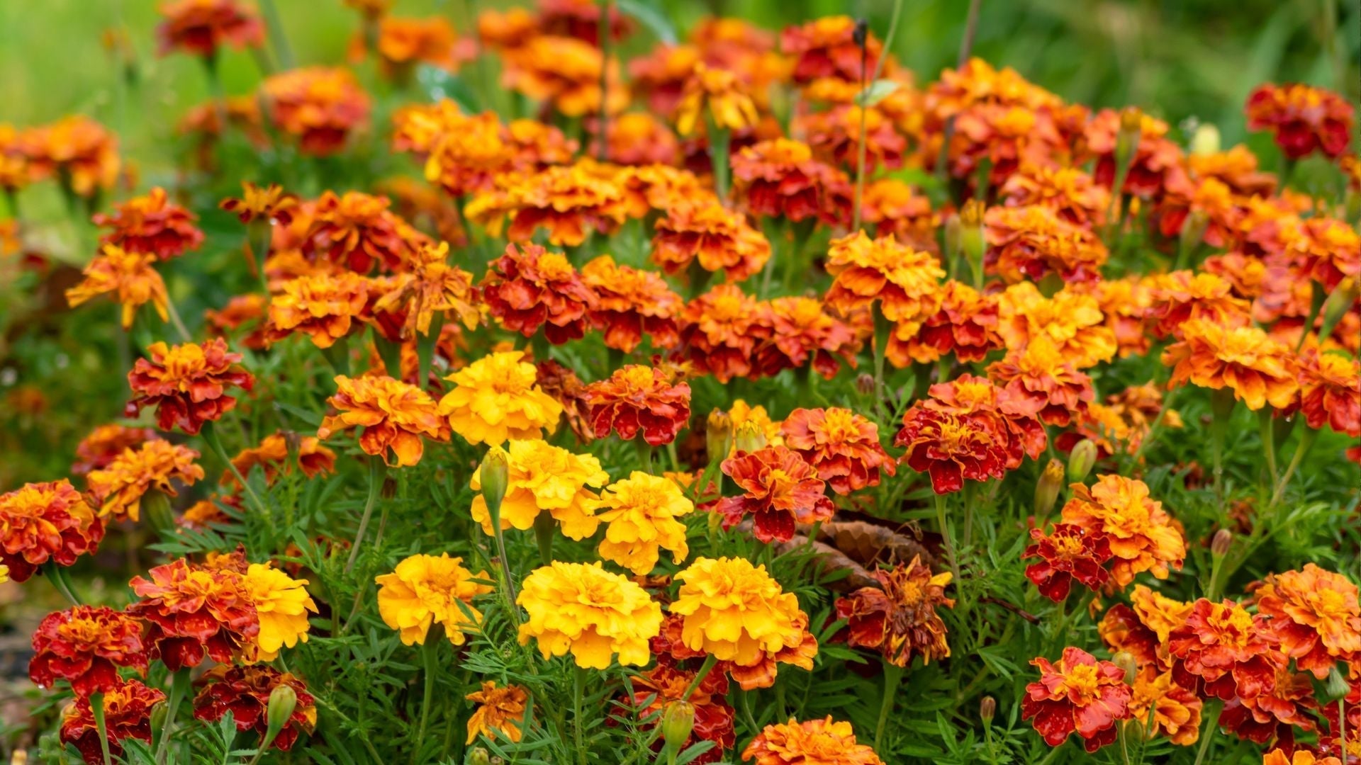 12 Best Fast-Growing Annuals to Plant in May for Summer Blooms