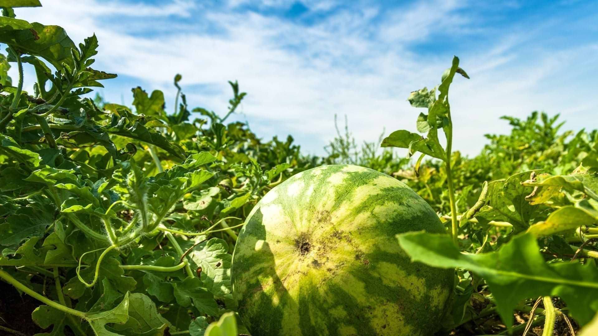 Vertical Watermelon Growing and Harvesting Tips for Fall