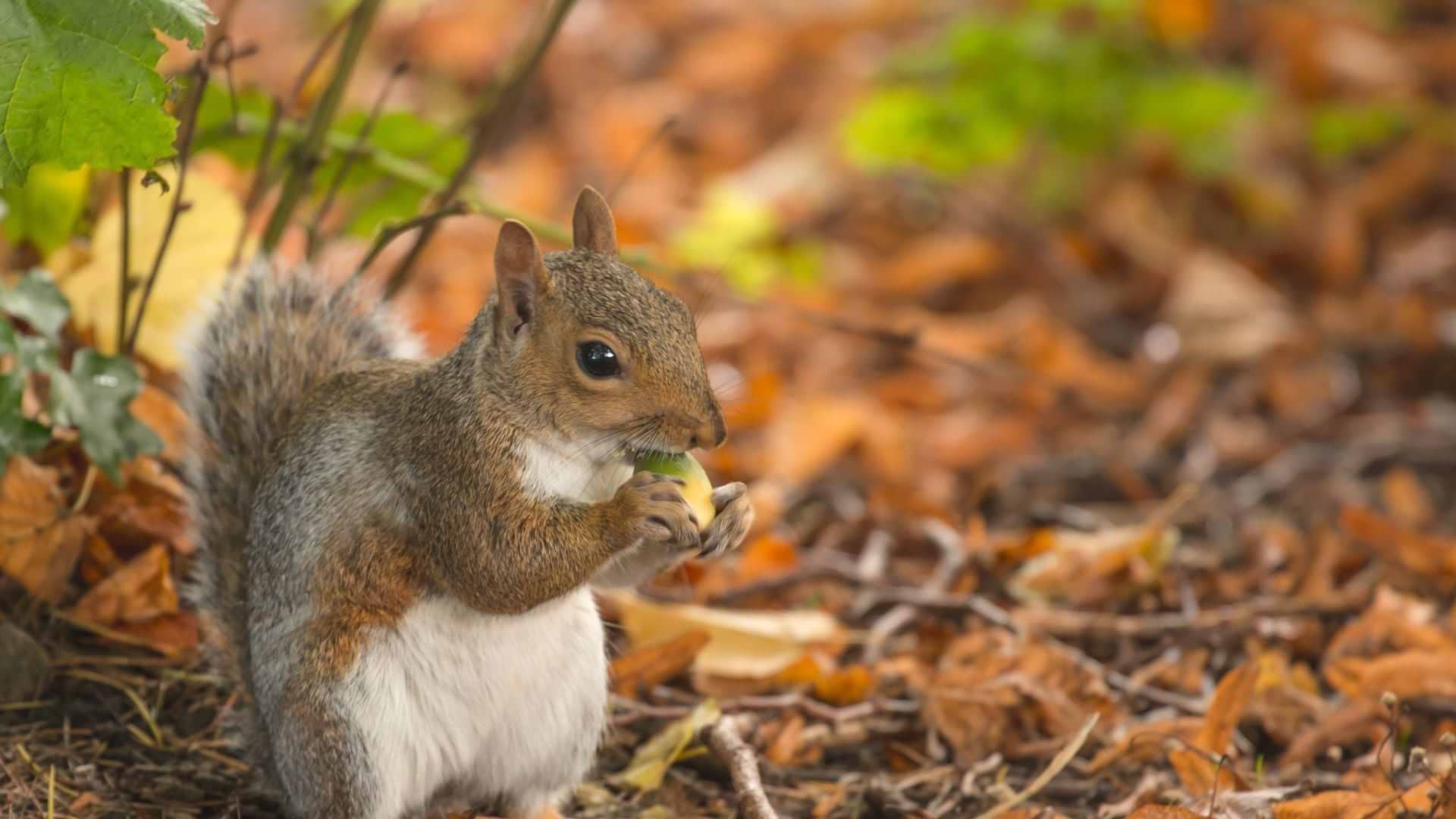 How to Get Rid of Squirrels in the Garden