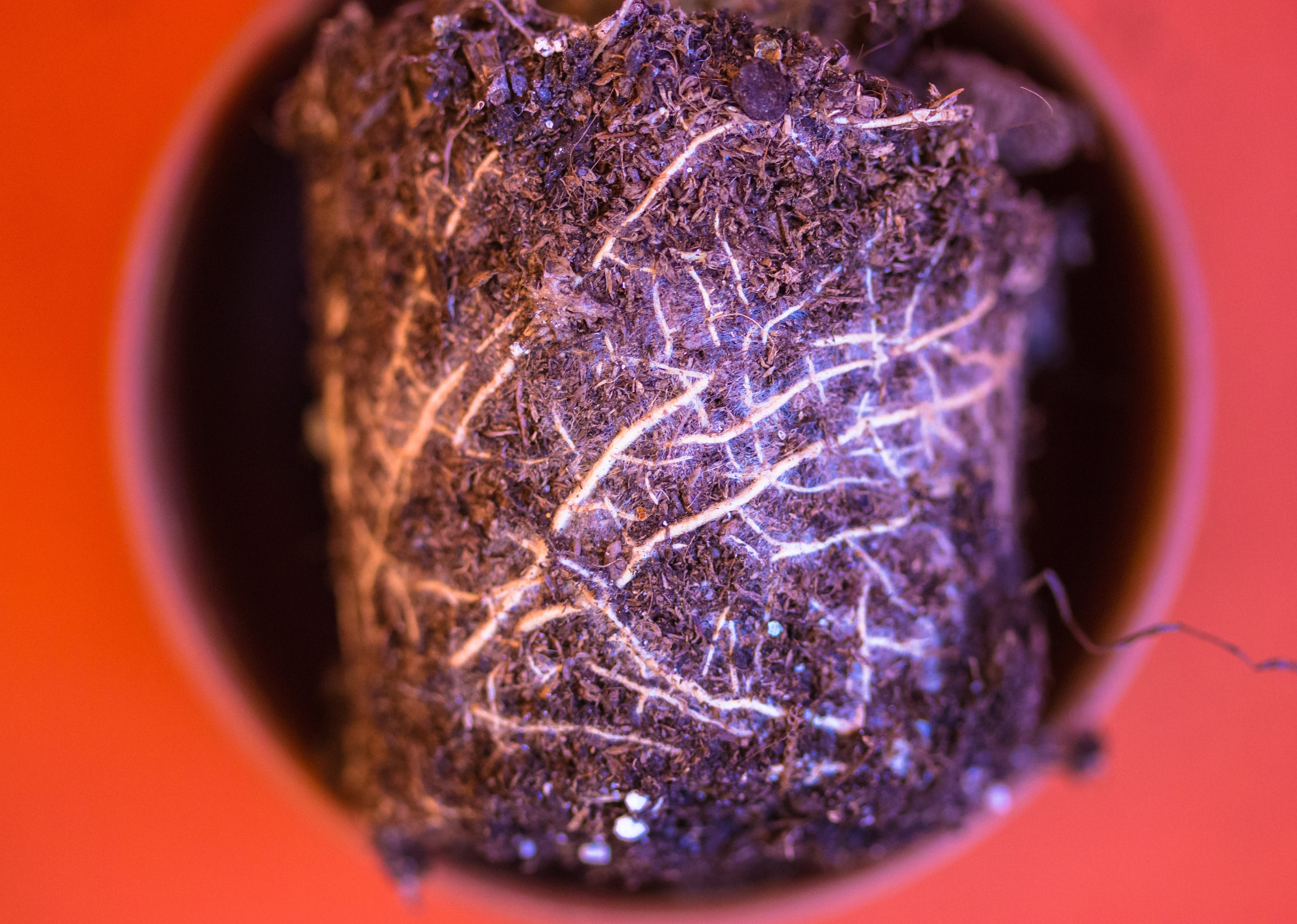 Deep Rooted Plants: Why Garden Beds With Ample Depth Are Essential