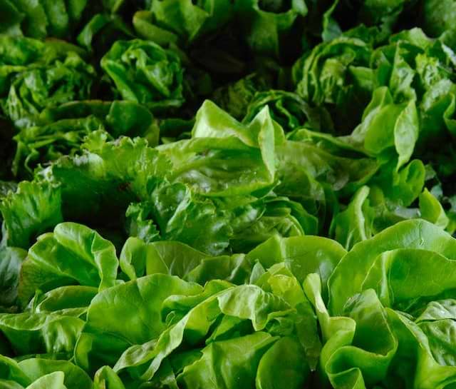 National Salad Month: Elevate Your Greens Game with a Spring Salad