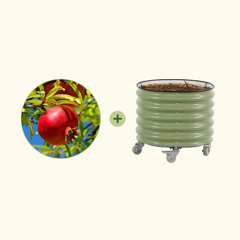 Shop High-Quality Indoor Planters & Herb Pots - Vego Garden