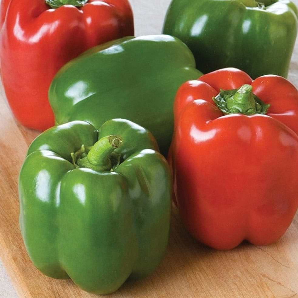 Keystone Giant Bell Pepper Seeds