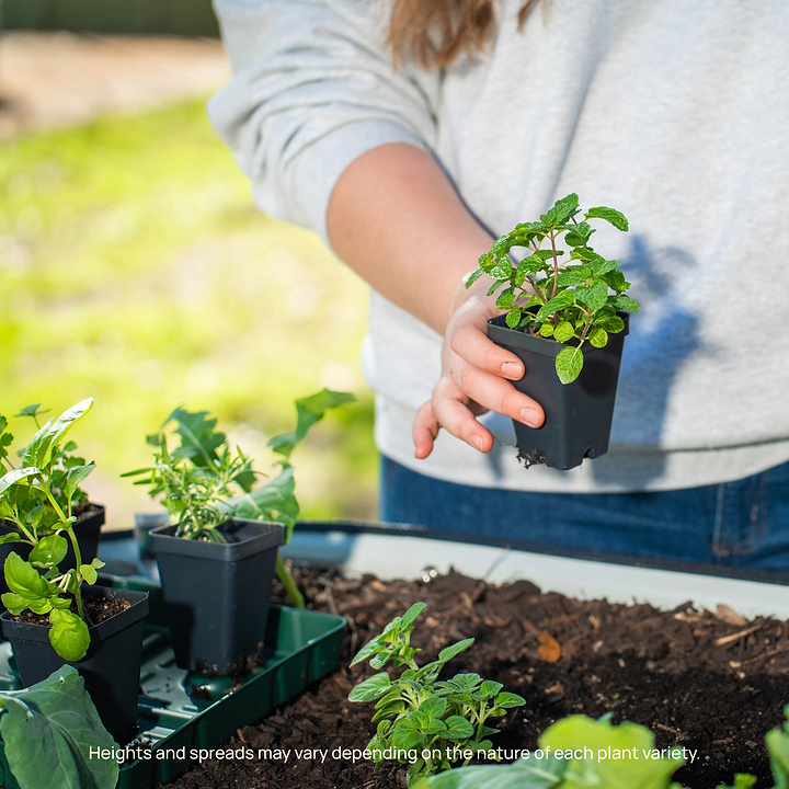 Kitchen Minis™ Cocoa Tomato Seedlings | Vego Garden Seedlings