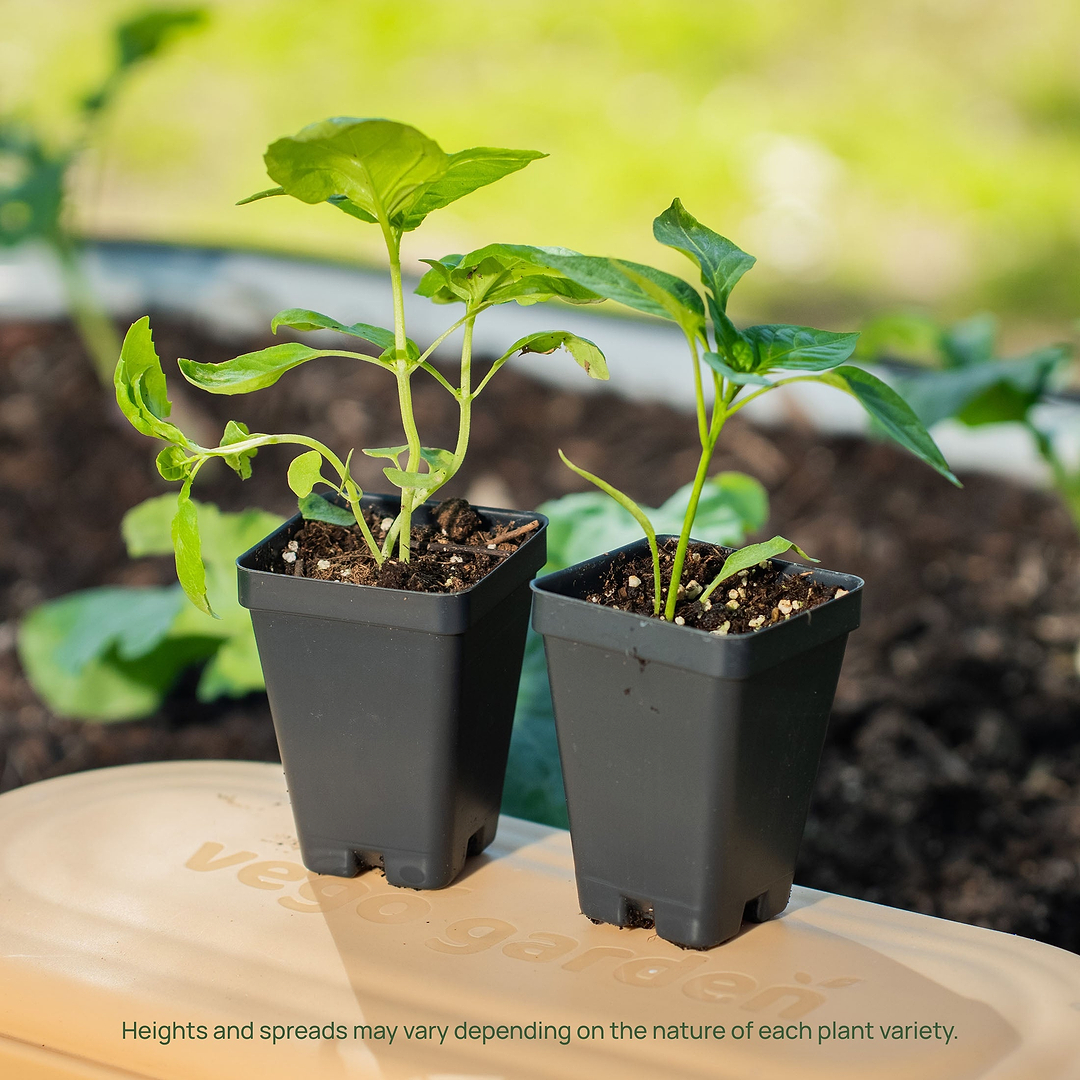 Italian Large Leaf Basil Seedlings | Vego Garden Seedlings