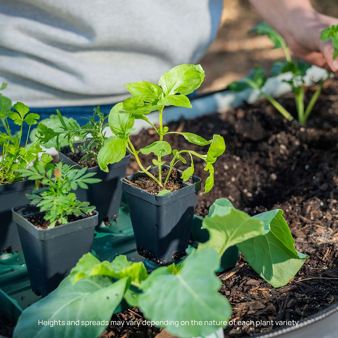 Italian Large Leaf Basil Seedlings | Vego Garden Seedlings