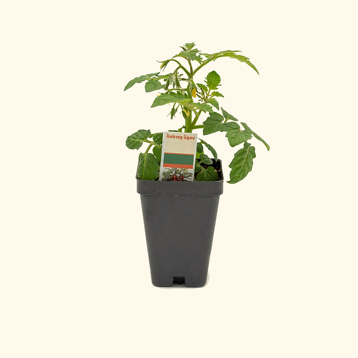 Vego Garden Excellent Seedlings | Seedlings Collection