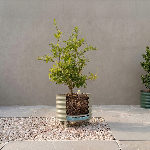 Shop High-Quality Indoor Planters & Herb Pots - Vego Garden