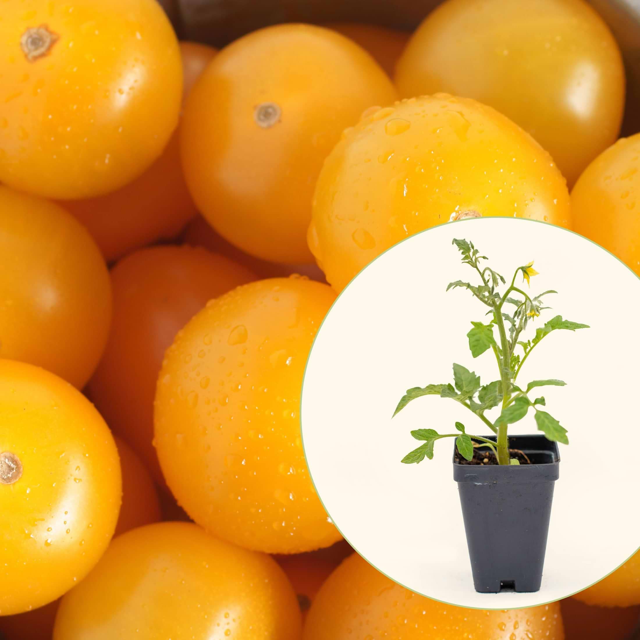 Sungold Tomato Seedlings | Vego Garden Excellent Seedlings
