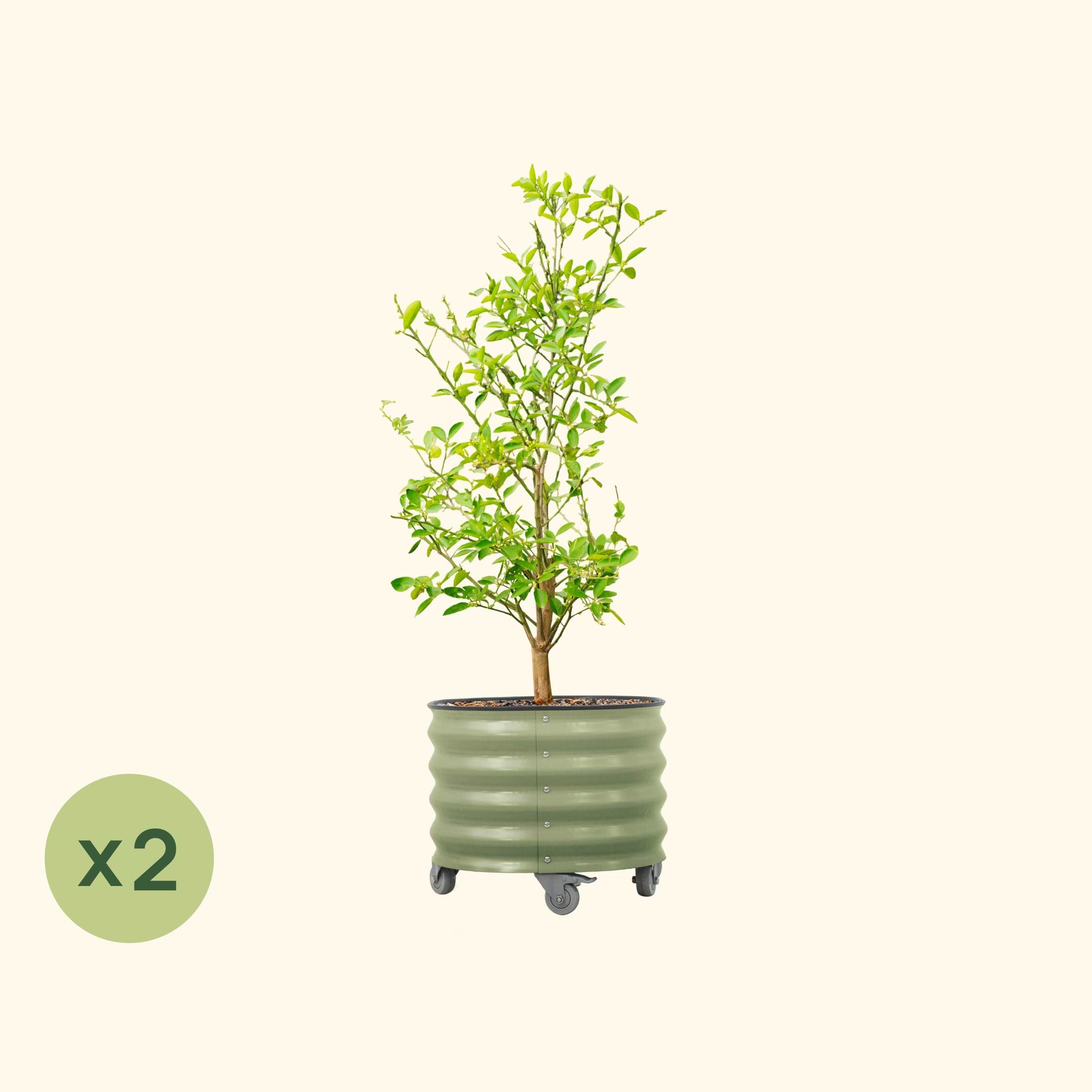 Classic Rolling Citrus Tree Planter - 2 Pack (20 Gallon) | Mobile ...