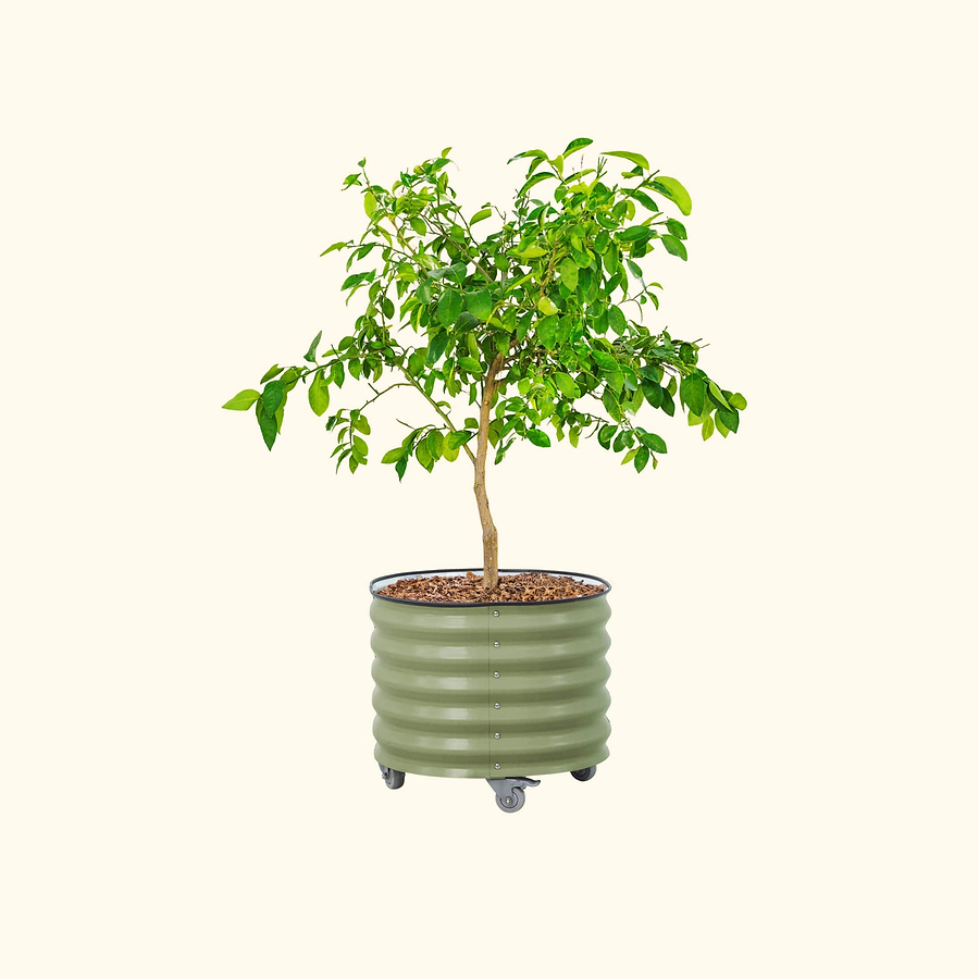 Classic Rolling Citrus Tree Planter - 30 Gallon | Mobile Elevated ...