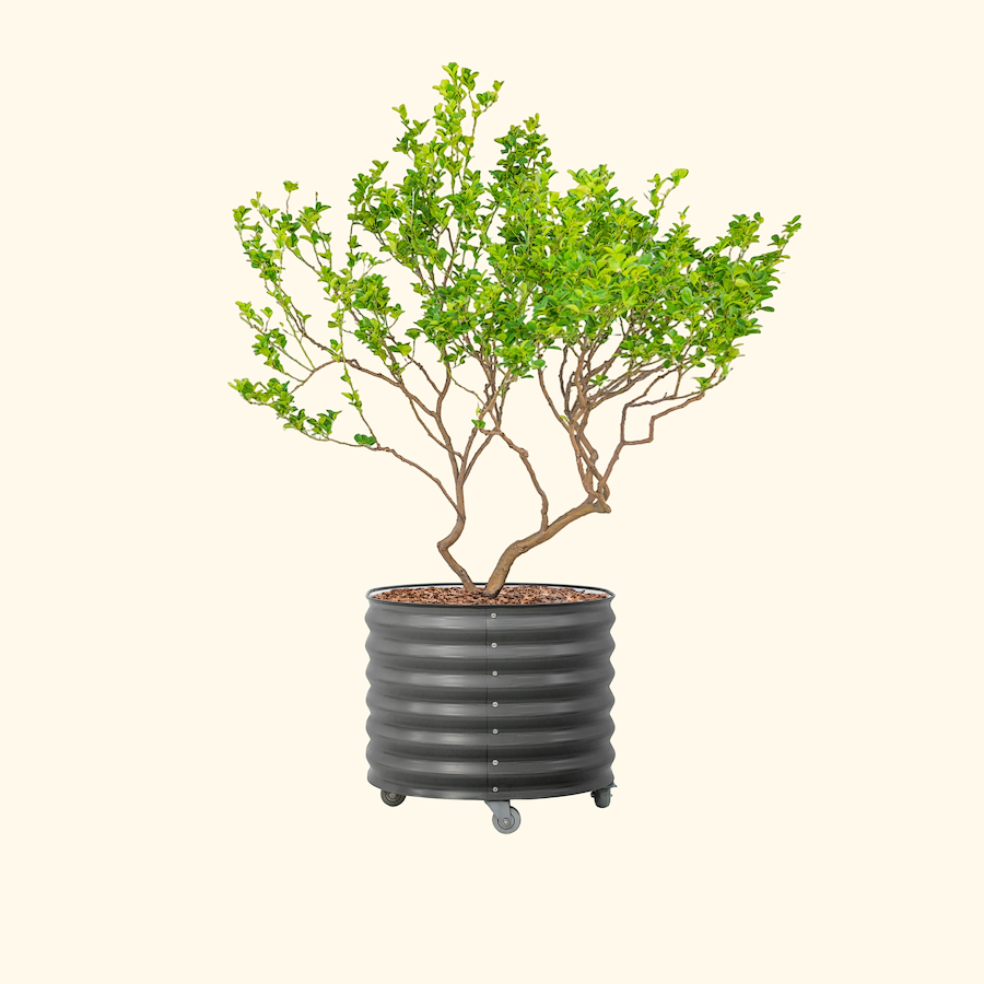 Classic Rolling Citrus Tree Planter - 45 Gallon | Mobile Elevated ...