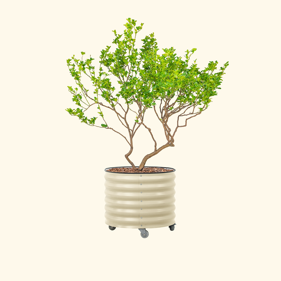 Classic Rolling Citrus Tree Planter - 45 Gallon | Mobile Elevated ...