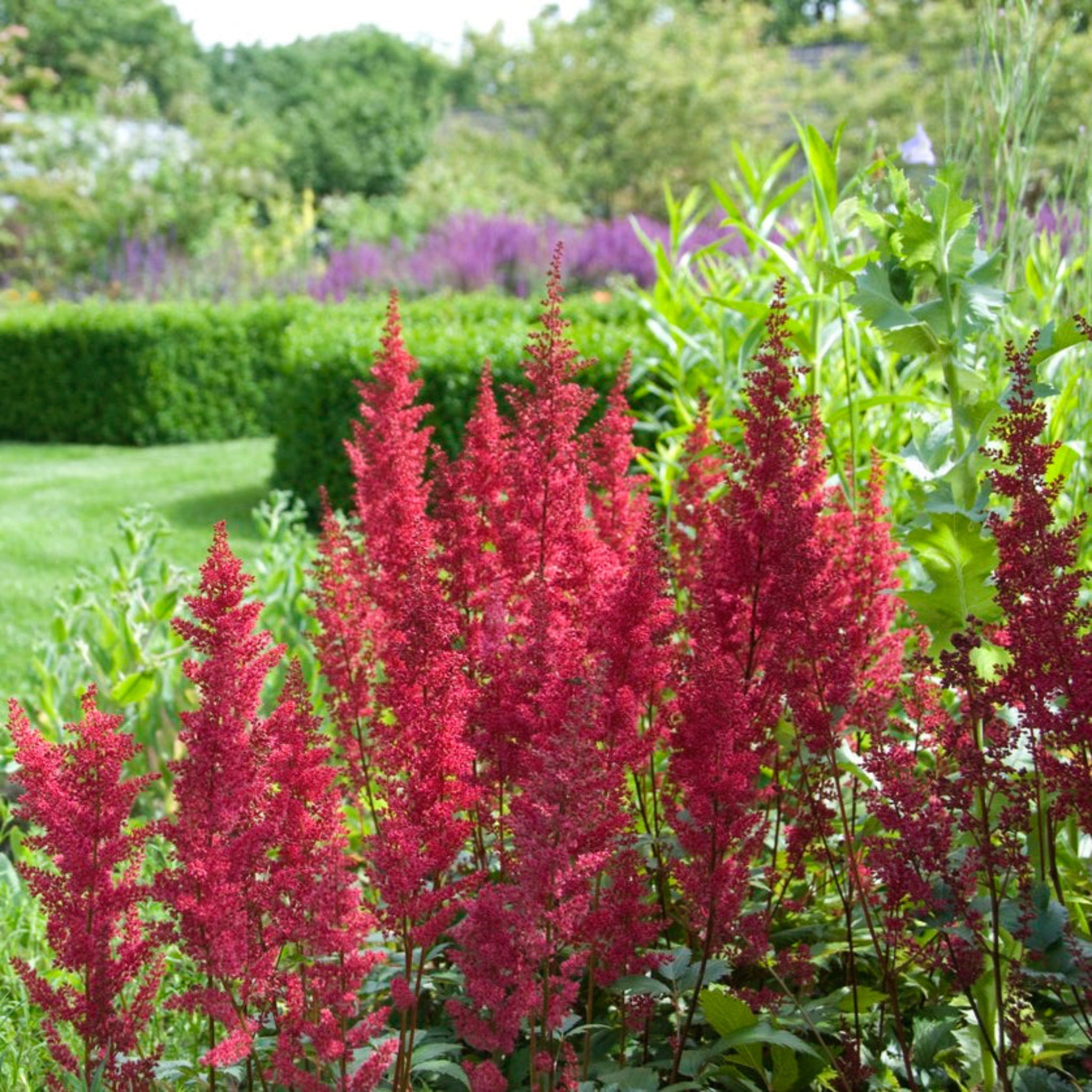 Mighty® Chocolate Cherry Astilbe