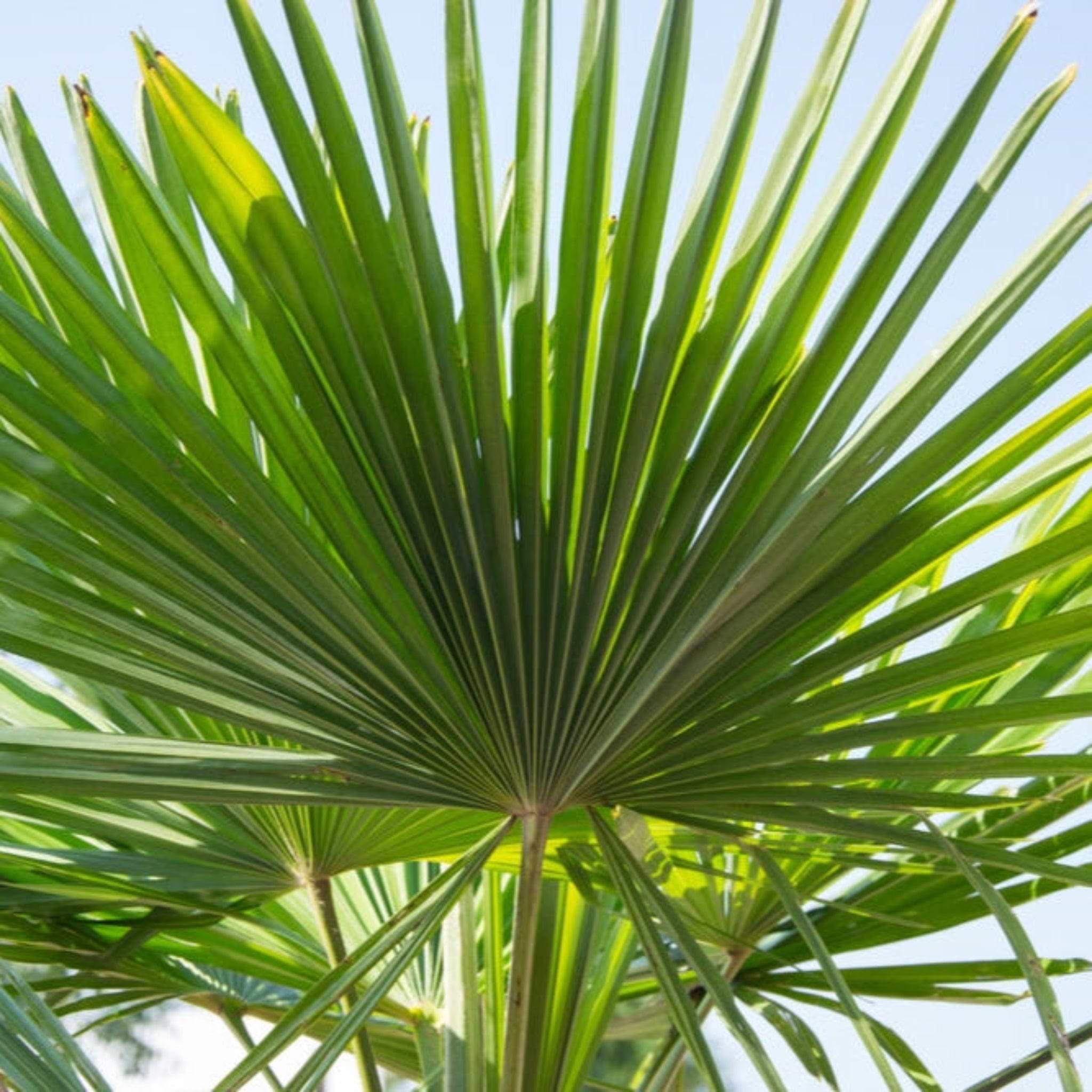 Dwarf Palmetto Tree