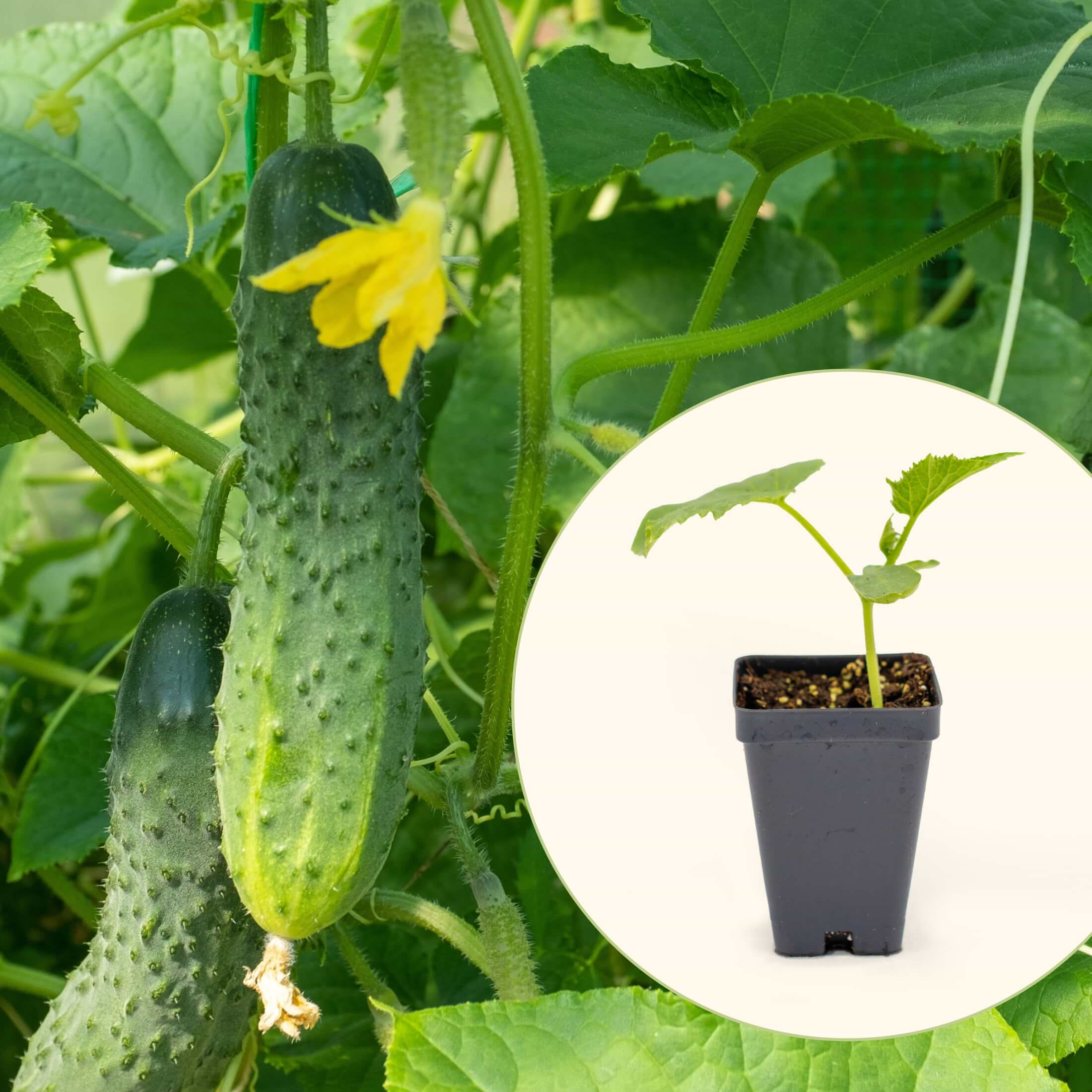 Patio Snacker Cucumber Seedlings | Vego Garden Seedlings