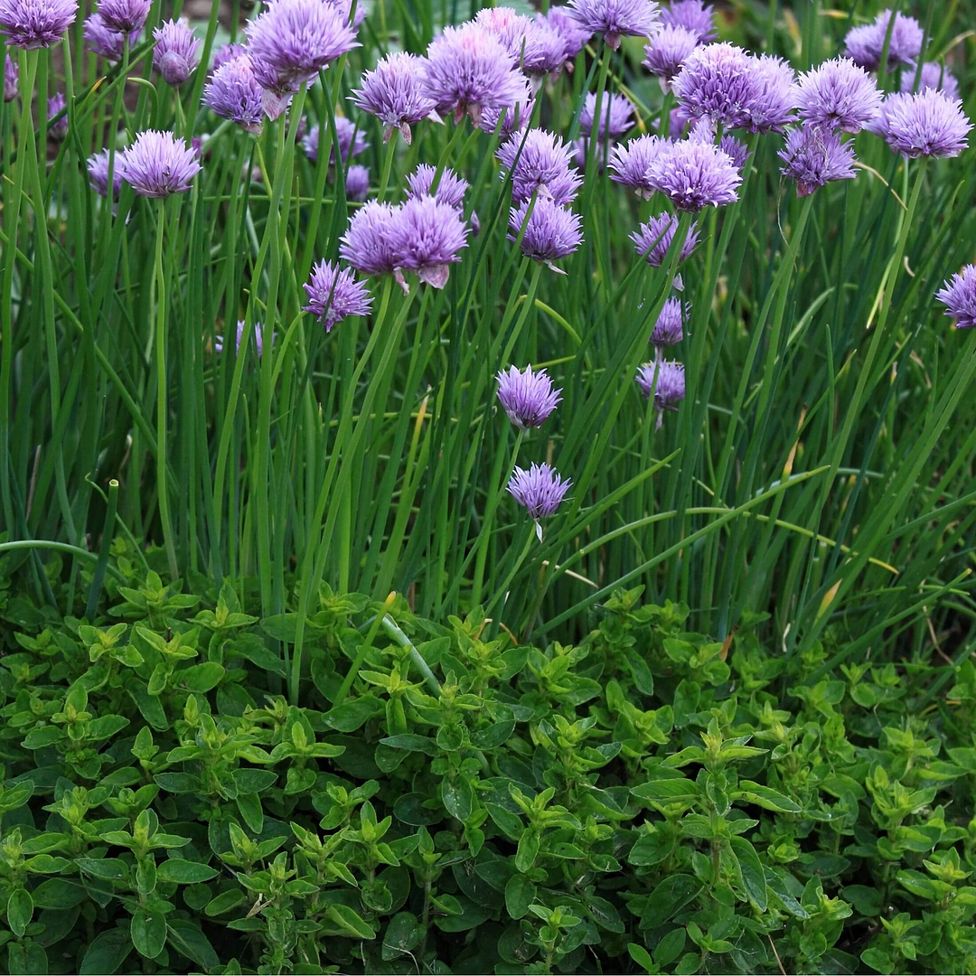 Chive Seedlings | Vego Garden Excellent Seedlings
