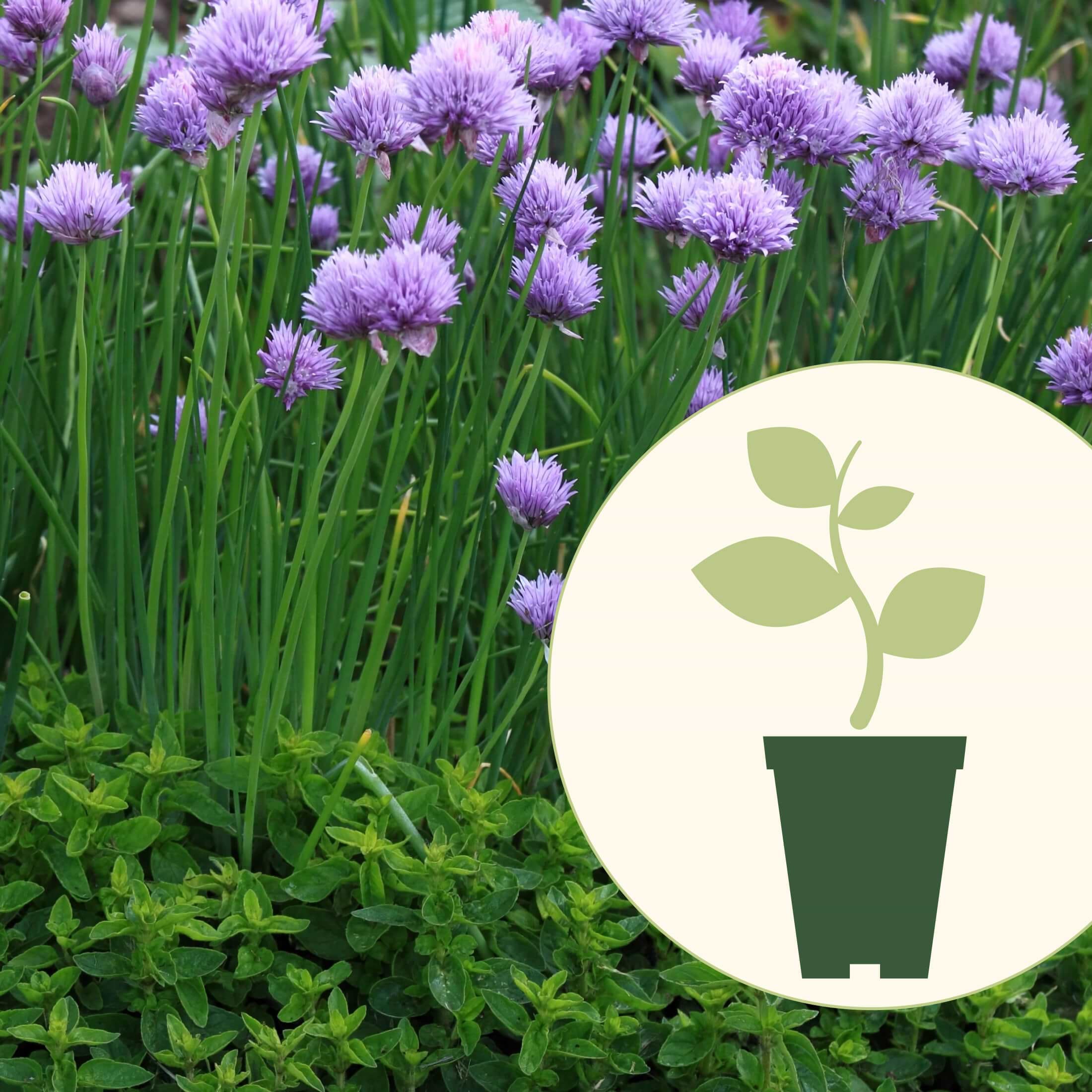 Chive Seedlings | Vego Garden Excellent Seedlings