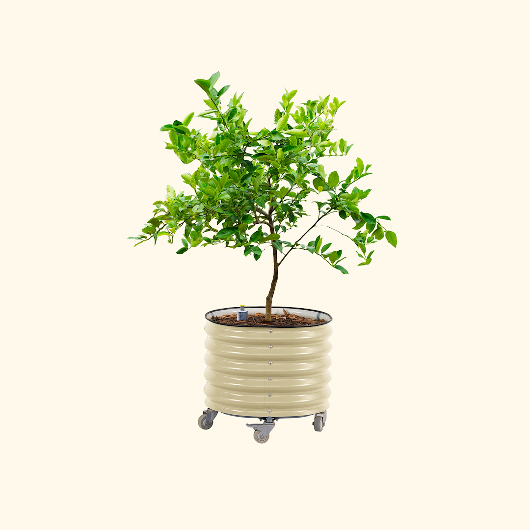 Self-Watering Rolling Citrus Tree Planter Gen 2 - 30 Gallon