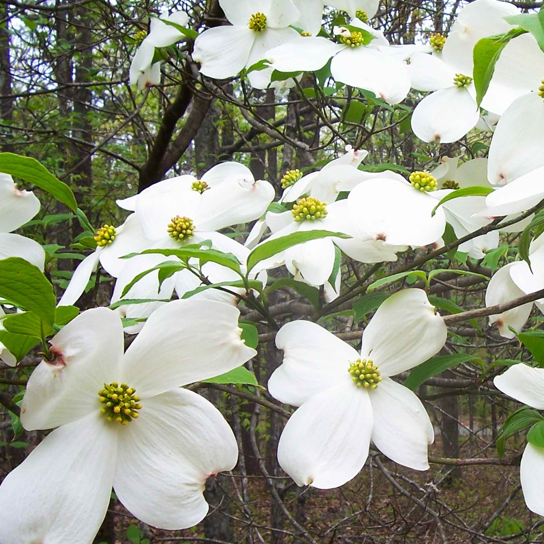 Cherokee Princess Dogwood Tree