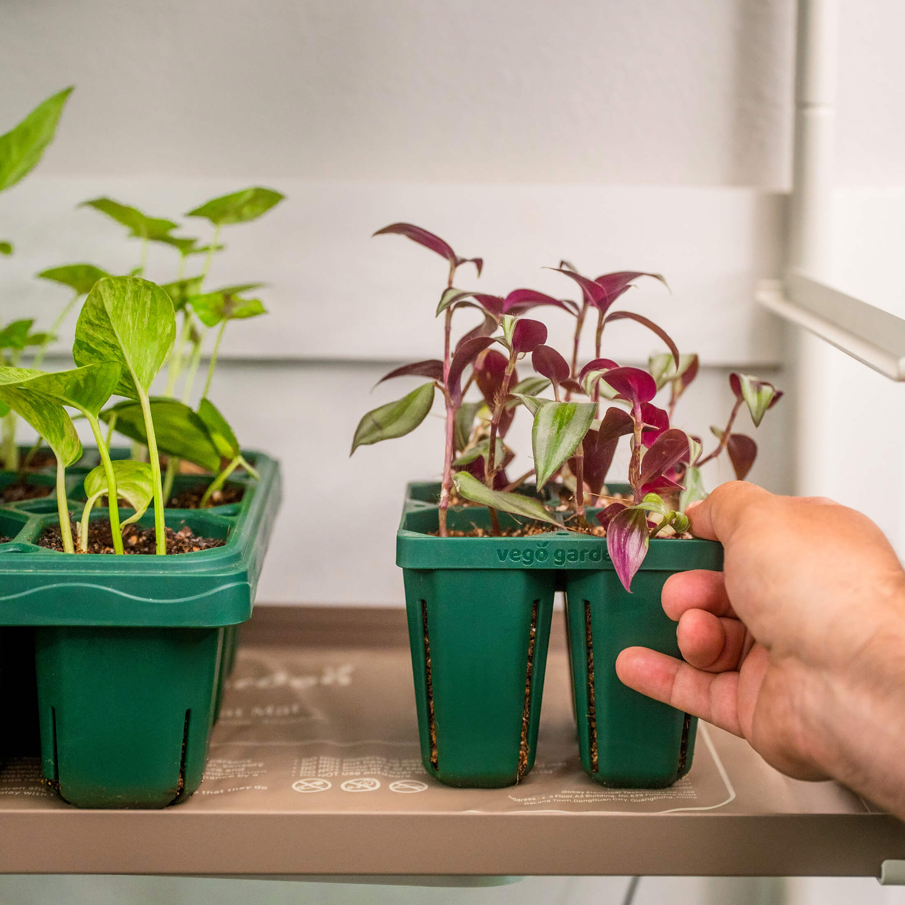 Seedling Heat Mat for Faster Germination | Vego Garden