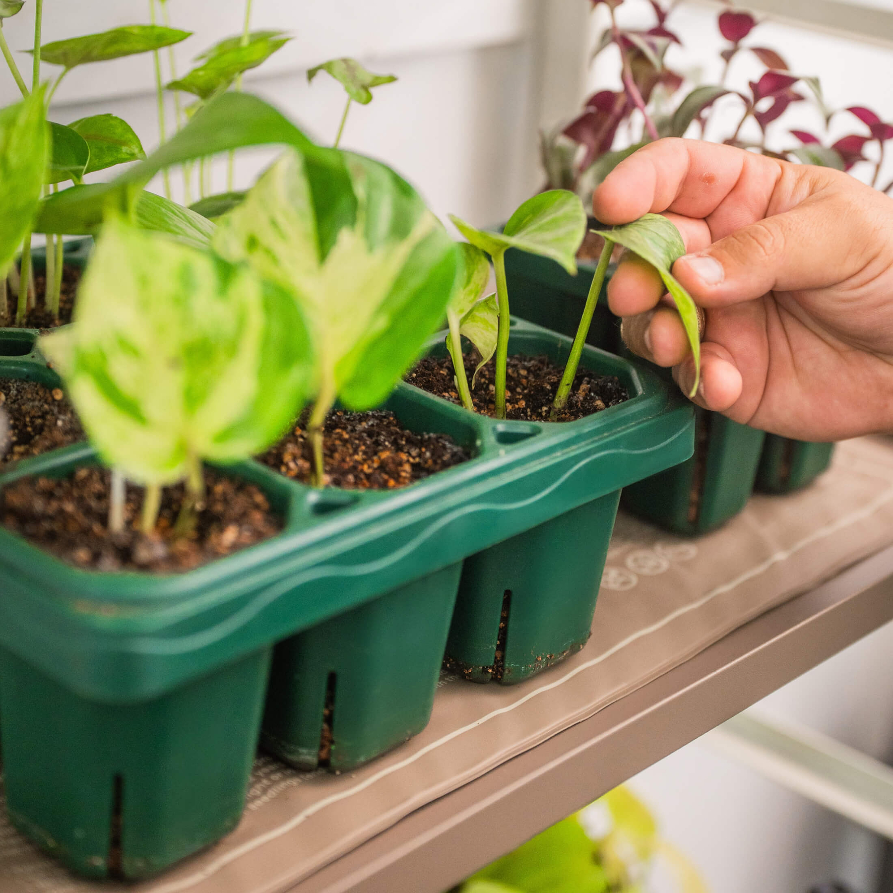 Seedling Heat Mat for Faster Germination | Vego Garden