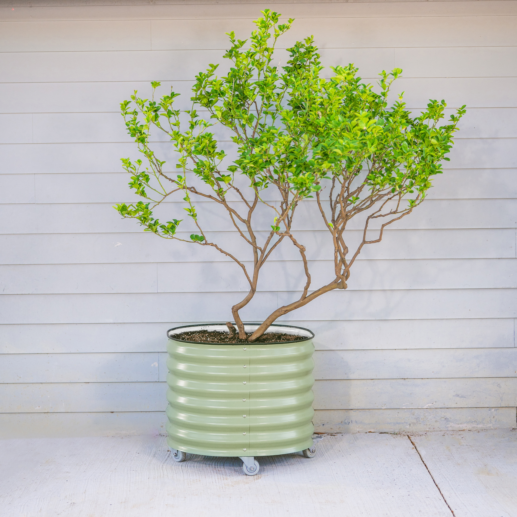 Vego Classic Rolling Tree Planter | Mobile Elevated Garden Bed