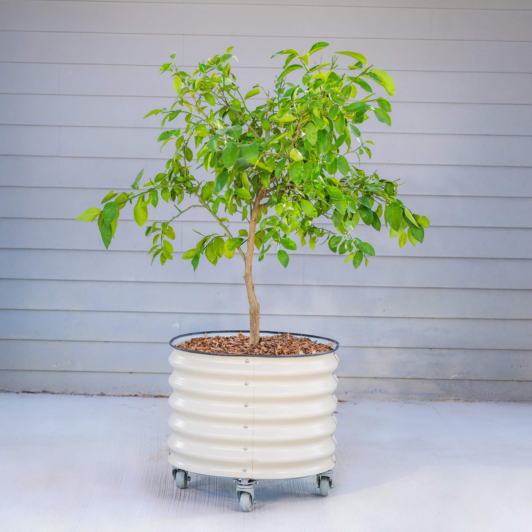 Classic Rolling Citrus Tree Planter - 2 Pack (20 Gallon) | Mobile ...