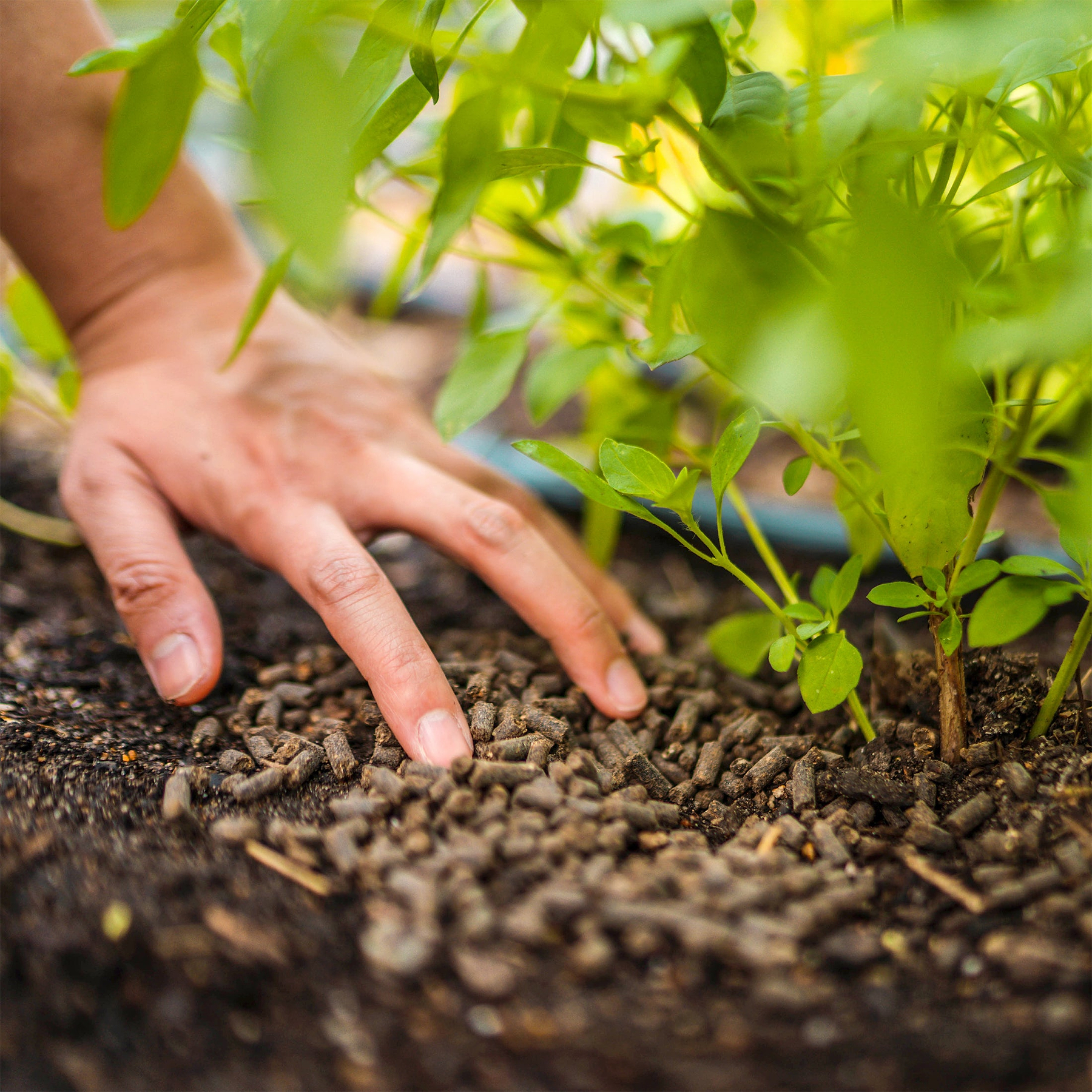 Organic Slow Release Fertilizer (NPK 6-2-4)