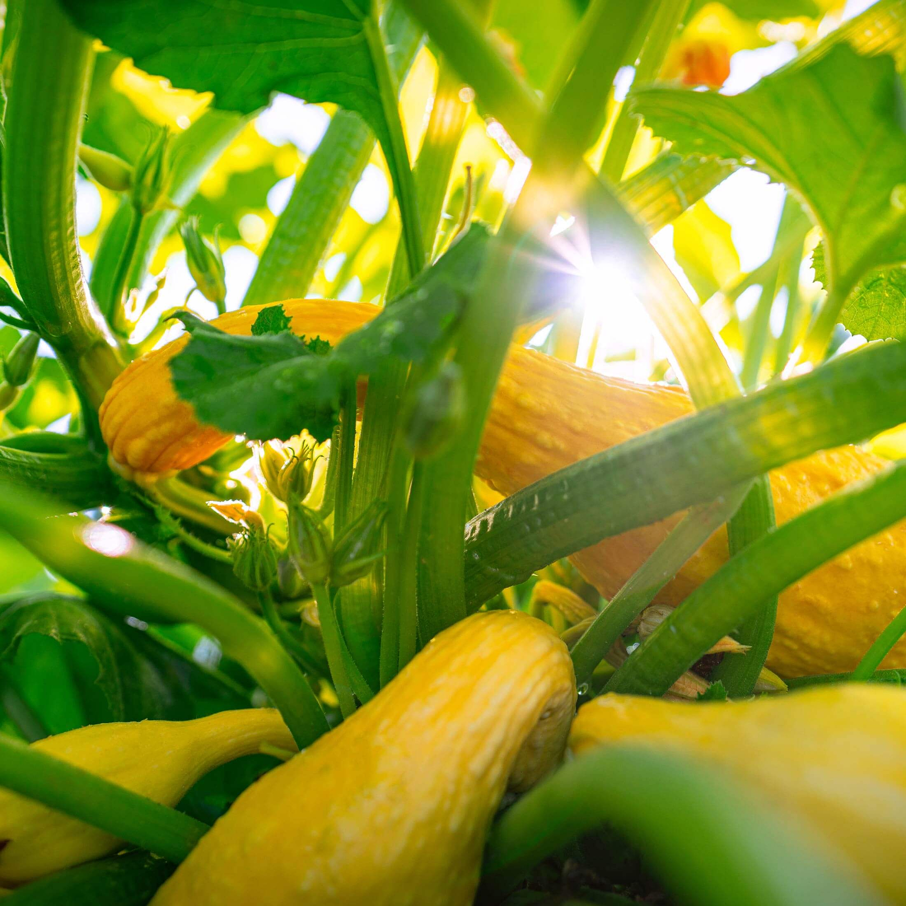 Yellow Crookneck Squash Seedlings | Vego Garden Seedlings