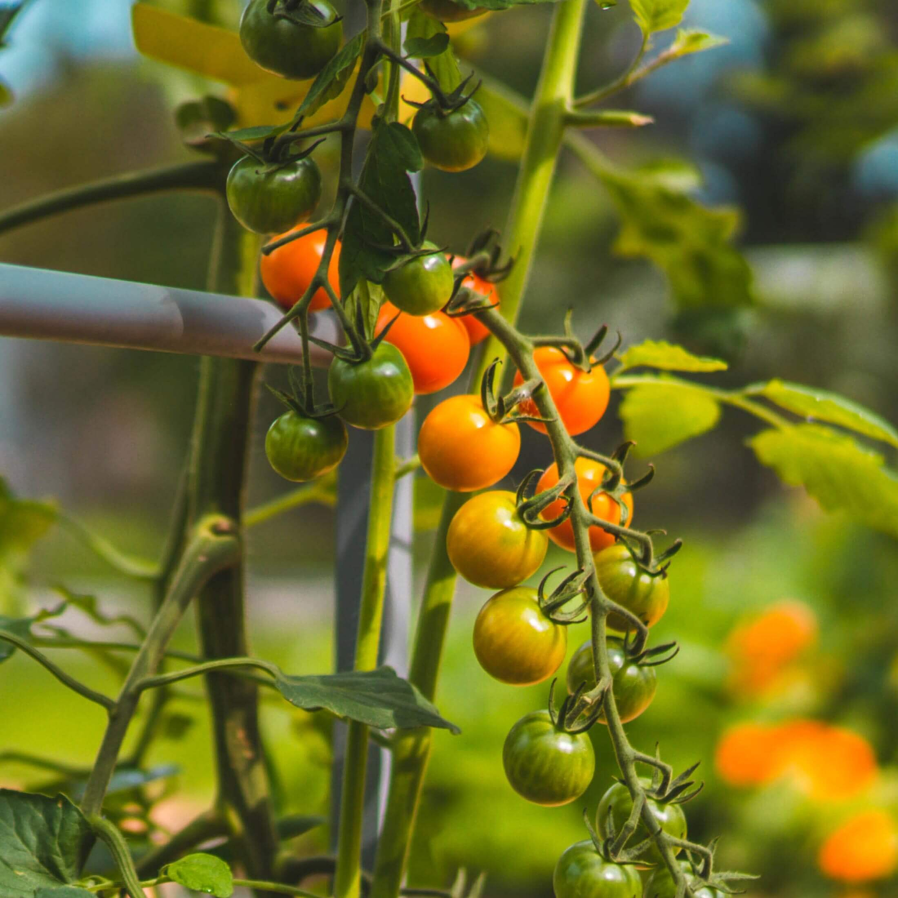 Sweet 100 Tomato Seedling | High-Yield & Super Sweet Variety