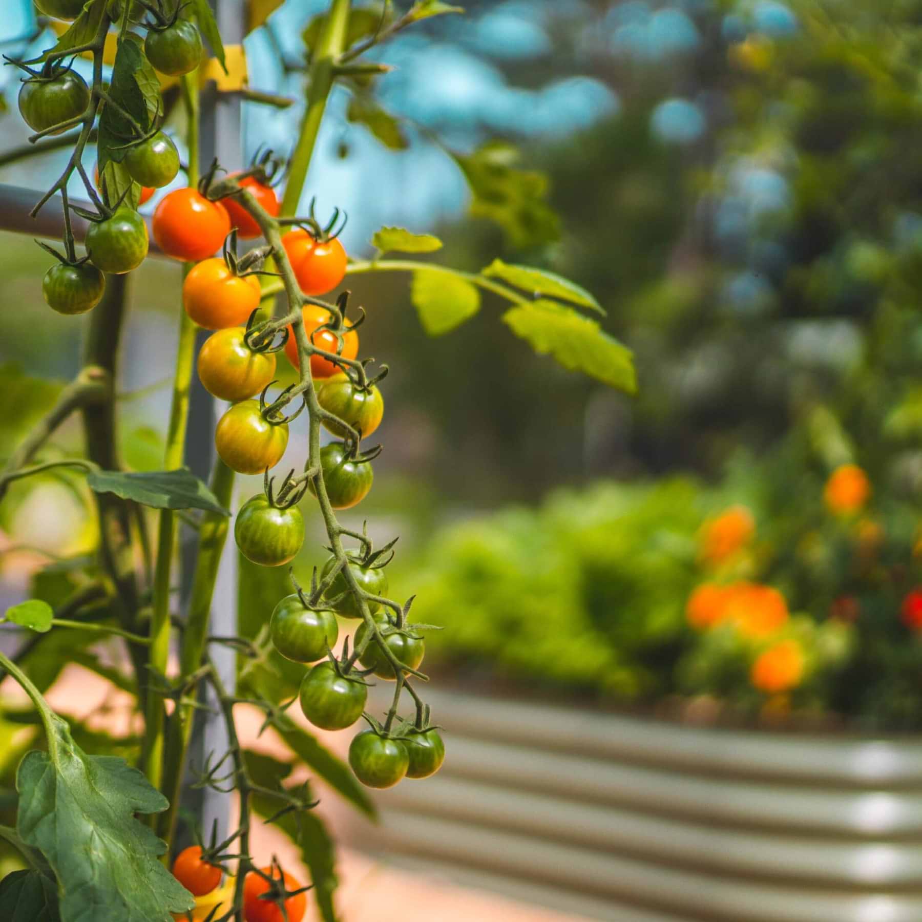 Sweet 100 Tomato Seedling | High-Yield & Super Sweet Variety Sweet 100 Tomato Seedling | High-Yield & Super Sweet Variety
