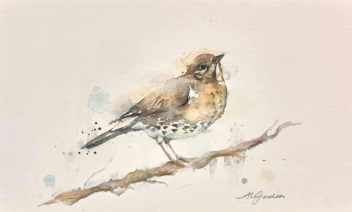 Pretty Song Thrush | Amanda Gordon - Clarendon Fine Art